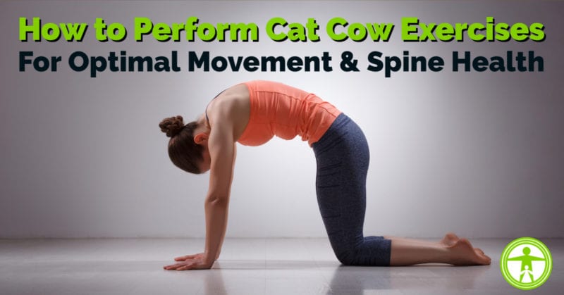Cat Cow Progressions For Optimal Spine Health | Family Health Chiropractic