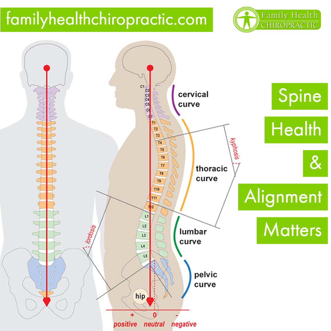 Chiropractic Adjustments Enhance Muscle Function | Family Health ...