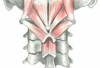 paraspinal muscles | Family Health Chiropractic